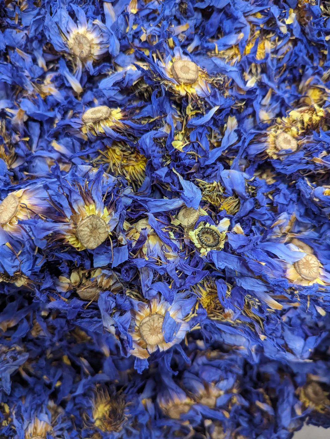 Blue Lotus Flowers for Tea, Relaxation & More | Blue Lotus